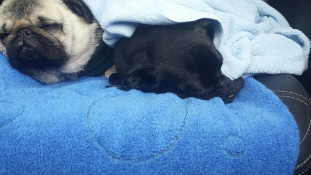 Recovery | Kreg Palko